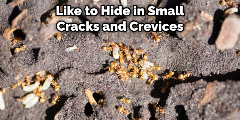 How to Get Rid of Grease Ants in the Kitchen | 8 Easy Steps